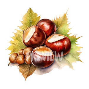 Watercolor Chestnut Clipart - 8 High-resolution Pngs for Scrapbooking ...