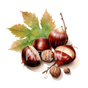 Watercolor Chestnut Clipart - 8 High-resolution Pngs for Scrapbooking ...