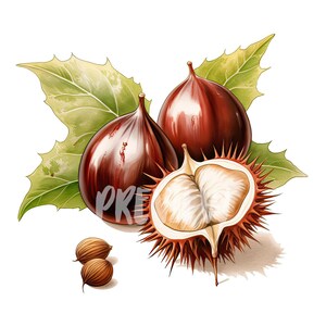 Watercolor Chestnut Clipart - 8 High-resolution Pngs for Scrapbooking ...