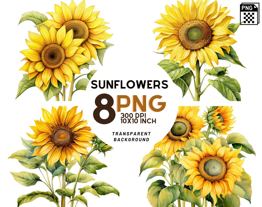 Watercolor Sunflower Set: 8 High-quality 300 DPI Pngs - Etsy