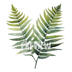 Watercolor Fern Leaves Clipart: 8 High-quality 300 DPI Pngs for ...