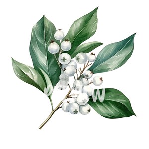 Botanical Mistletoe Watercolor Clipart: 8 High-quality Pngs- Digital ...