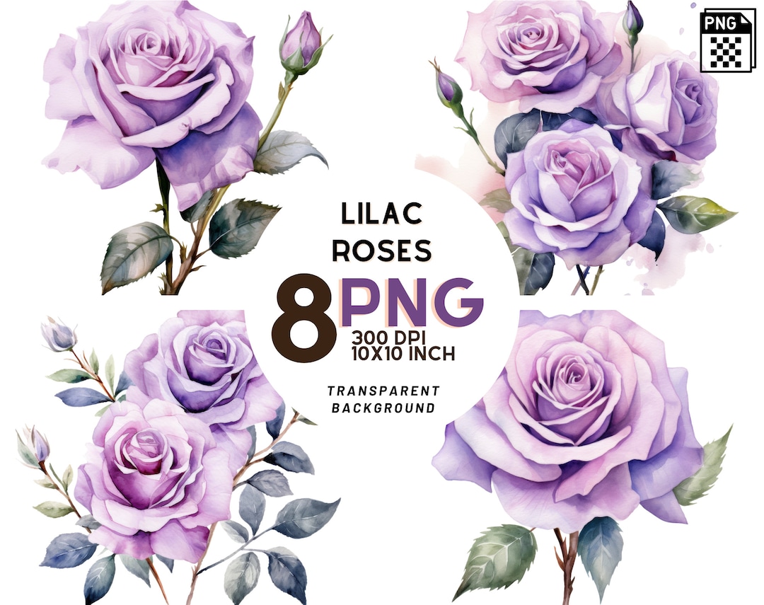 Watercolor Lilac Roses Clipart - 8 High-resolution Quality PNG for ...