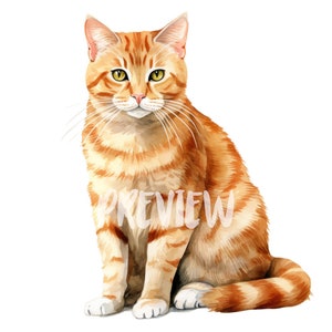 Watercolor Ginger Tabby Cat Clipart 8 High-quality Pngs for ...