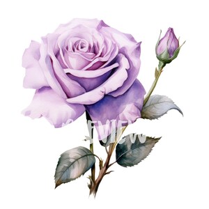 Watercolor Lilac Roses Clipart - 8 High-resolution Quality PNG for ...