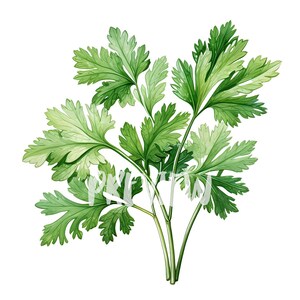 Watercolor Parsley Clipart Set: 8 High-quality 300 DPI Pngs, Botanical ...