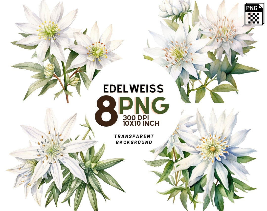 Watercolor Edelweiss Set: 8 High-quality 300 DPI Pngs, Botanical Print ...