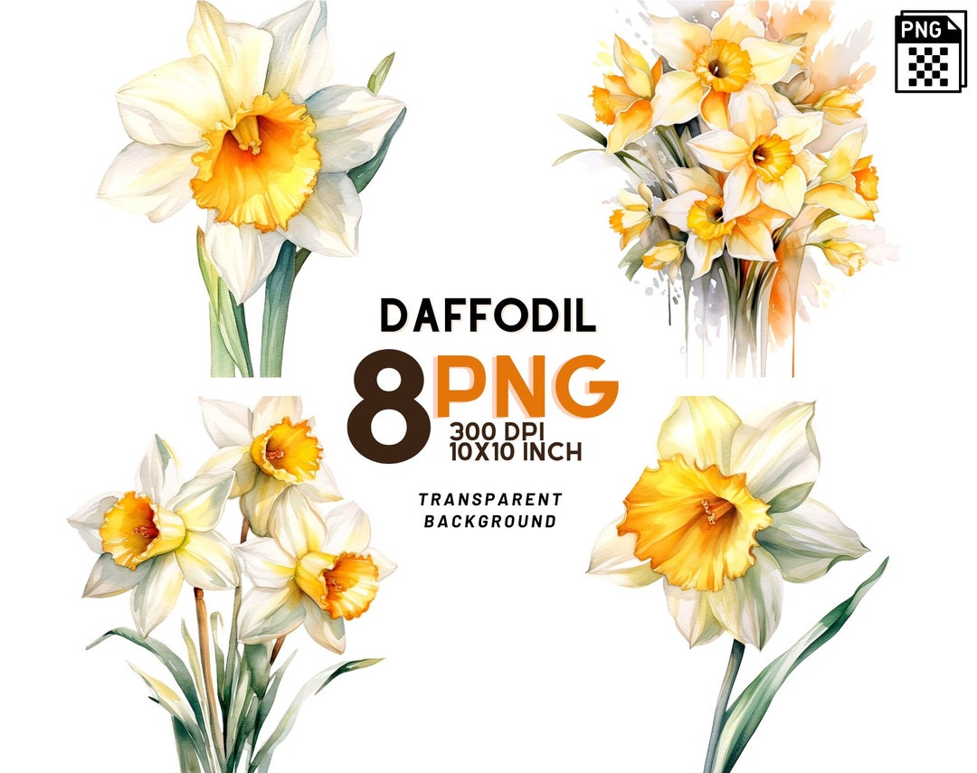 Daffodil Clipart Set: 8 High-quality Pngs for Botanical Prints, Digital ...
