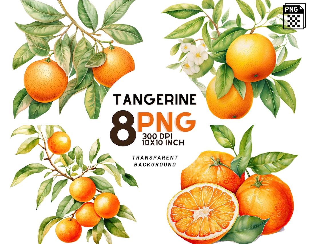 Watercolor Tangerine Clipart - 8 High-resolution PNG 300 DPI, Digital ...