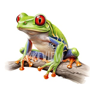 Watercolor Red Eyed Tree Frog Clipart: 8 High-quality Pngs 300DPI ...
