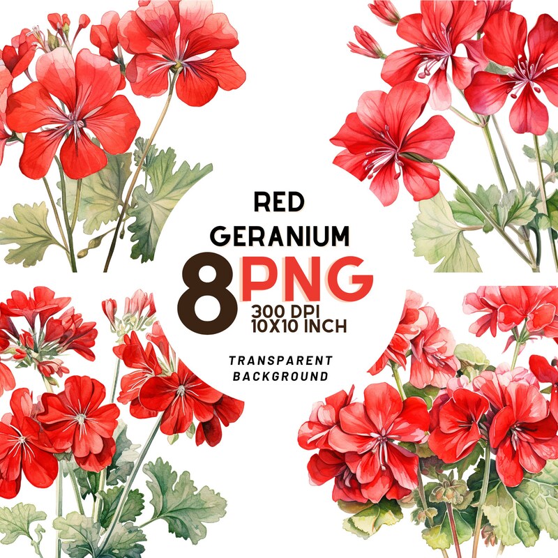 Geranium Print - Etsy