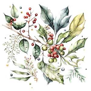 Botanical Mistletoe Watercolor Clipart: 8 High-quality Jpgs - Etsy