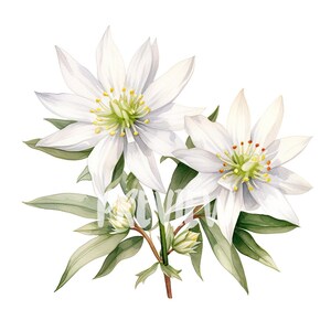 Watercolor Edelweiss Set: 8 High-quality 300 DPI Pngs, Botanical Print ...