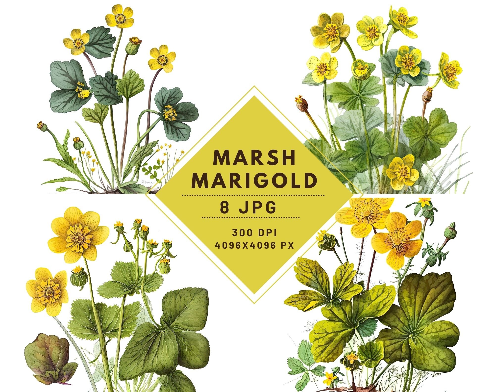 Marsh Marigold Drawing