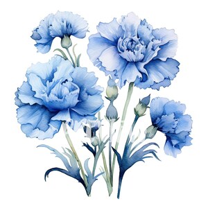 Watercolor Blue Carnation Clipart Set: 8 High-quality 300 DPI Pngs ...