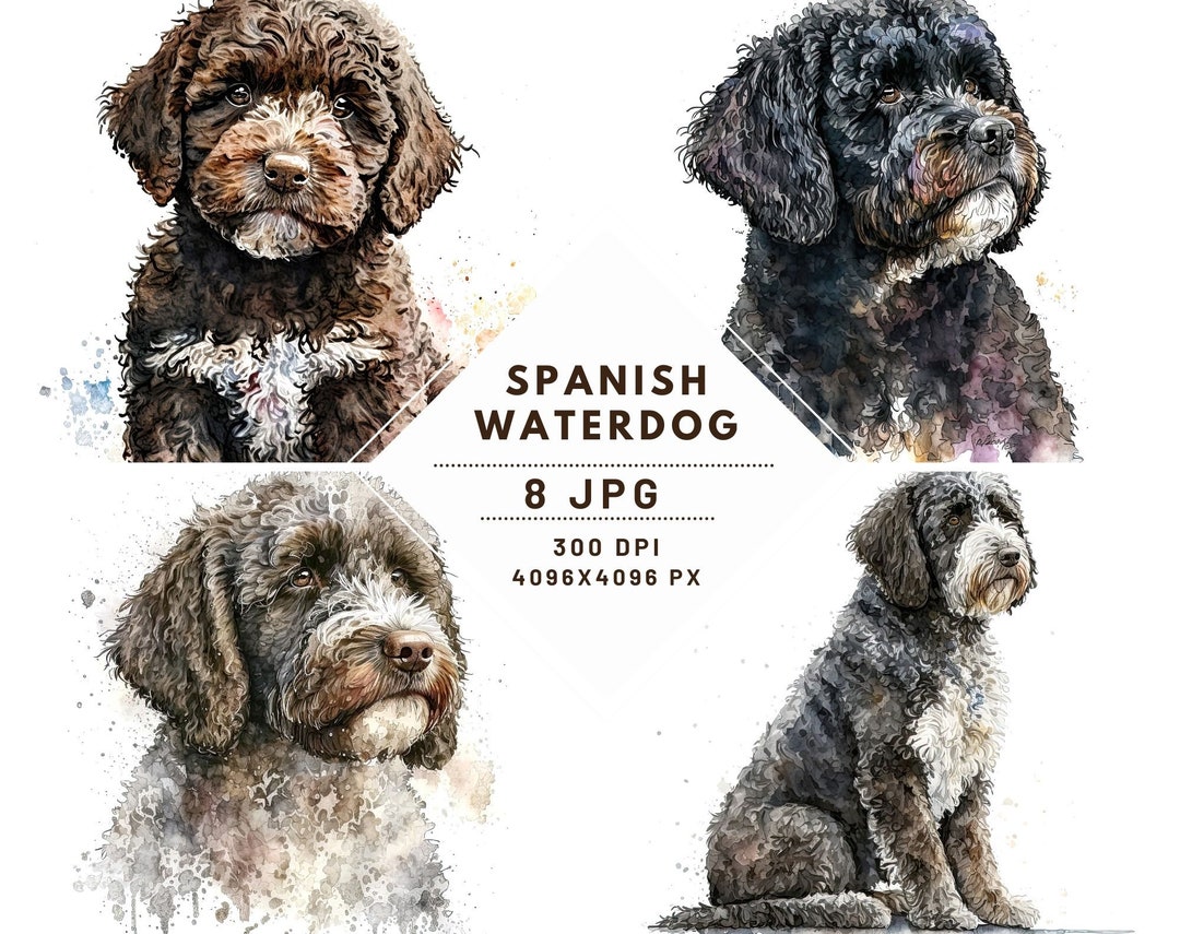 Watercolor Spanish Waterdog Clipart 8 Jpgs 300 DPI Ideal for ...