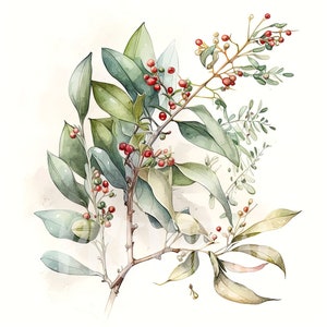 Botanical Mistletoe Watercolor Clipart: 8 High-quality Jpgs - Etsy