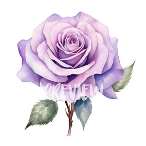 Watercolor Lilac Roses Clipart - 8 High-resolution Quality PNG for ...