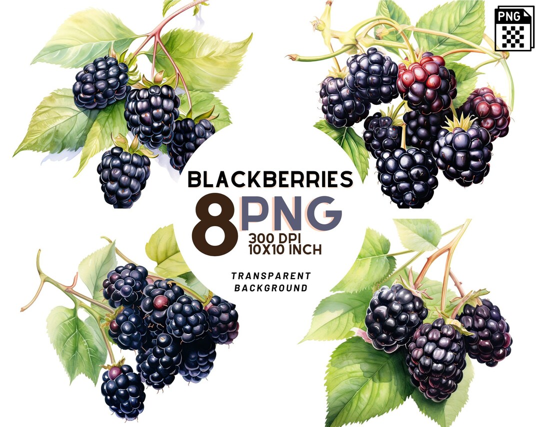 Watercolor Blackberries Clipart: 8 Quality Pngs, 300 DPI Ideal for ...