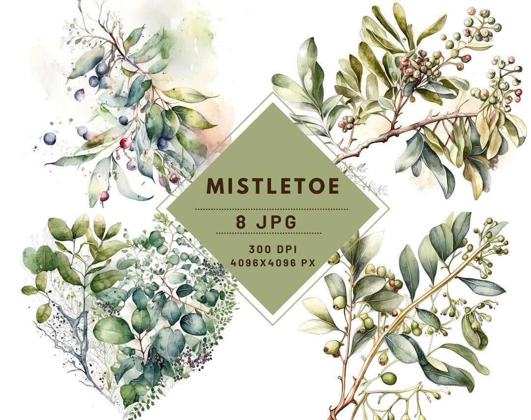 Botanical Mistletoe Watercolor Clipart: 8 High-quality Jpgs - Etsy
