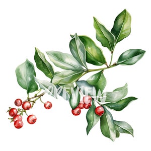 Botanical Mistletoe Watercolor Clipart: 8 High-quality Pngs Digital ...