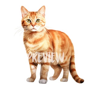 Watercolor Ginger Tabby Cat Clipart 8 High-quality Pngs for ...