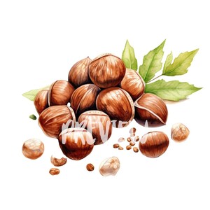 Watercolor Hazelnut Clipart - 8 High-resolution Pngs for Scrapbooking ...