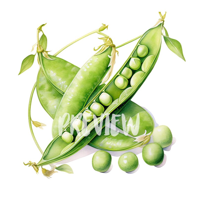 Peas Clipart - Etsy