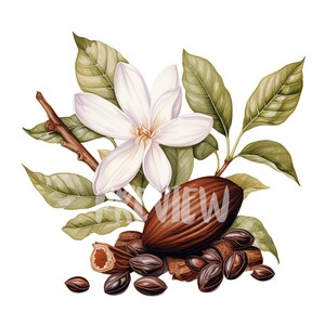 Botanical Cocoa Clipart Set: 8 Quality Pngs 300 DPI - Ideal for Scrap ...
