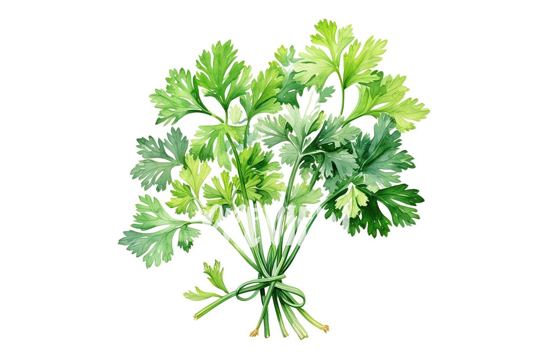 Watercolor Parsley Clipart Set: 8 High-quality 300 DPI Pngs, Botanical ...