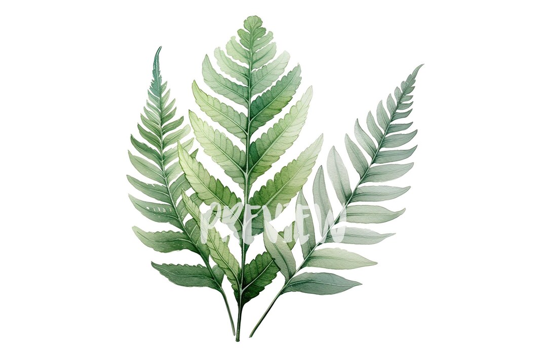 Watercolor Fern Leaves Clipart: 8 High-quality 300 DPI Pngs for ...