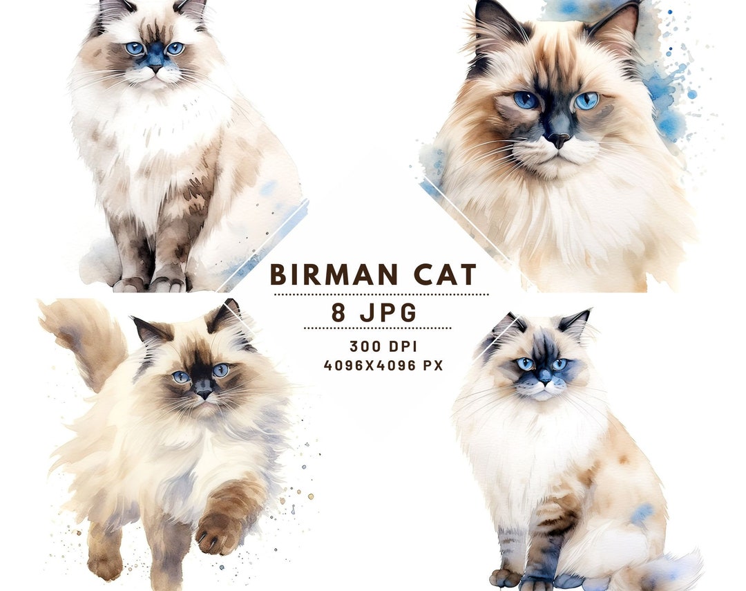 Watercolor Birman Cat Clipart Set 8 High-quality Jpgs for - Etsy