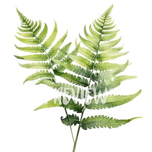Watercolor Fern Leaves Clipart: 8 High-quality 300 DPI Pngs for ...