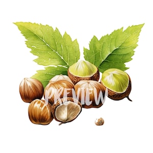 Watercolor Hazelnut Clipart - 8 High-resolution Pngs for Scrapbooking ...