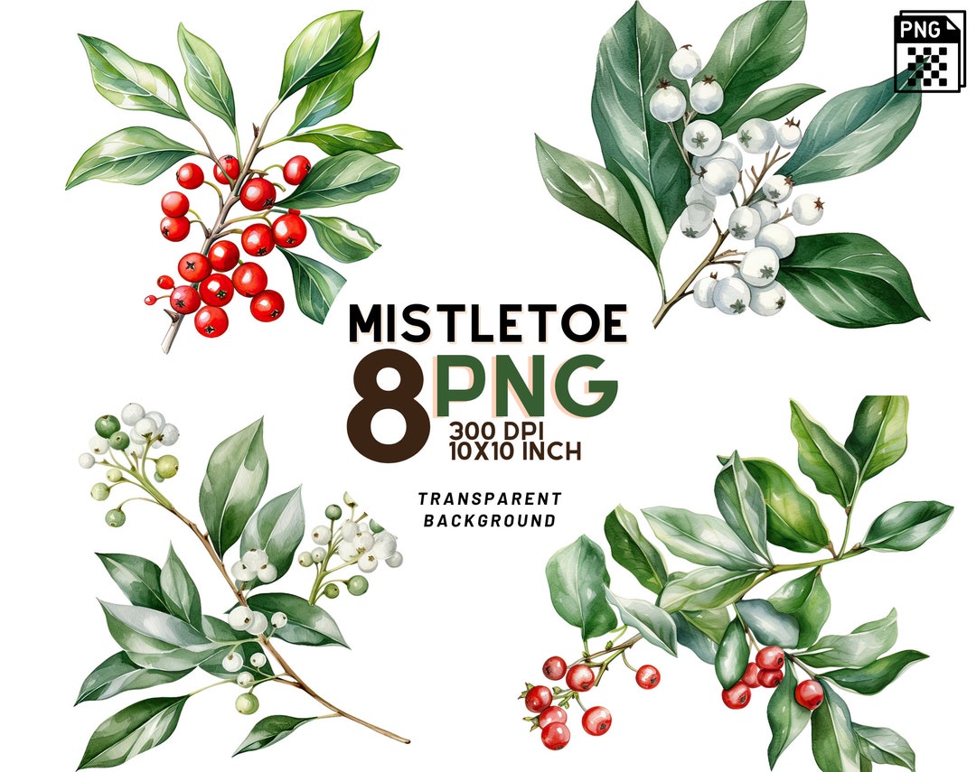 Botanical Mistletoe Watercolor Clipart: 8 High-quality Pngs- Digital ...