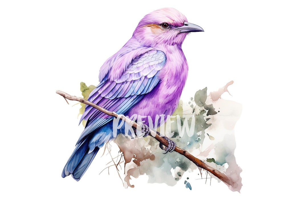 Watercolor Lilac Breasted Roller Bird Clipart - 8 High-quality Pngs for ...