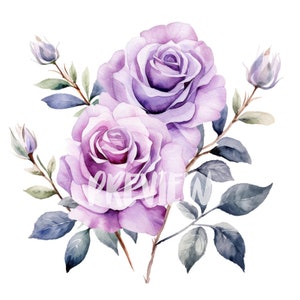 Watercolor Lilac Roses Clipart - 8 High-resolution Quality PNG for ...