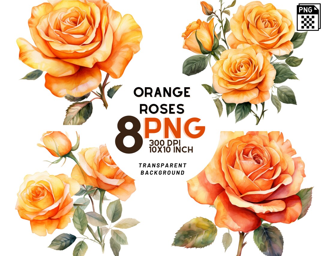 Watercolor Orange Roses Clipart - 8 High-resolution Quality PNG for ...