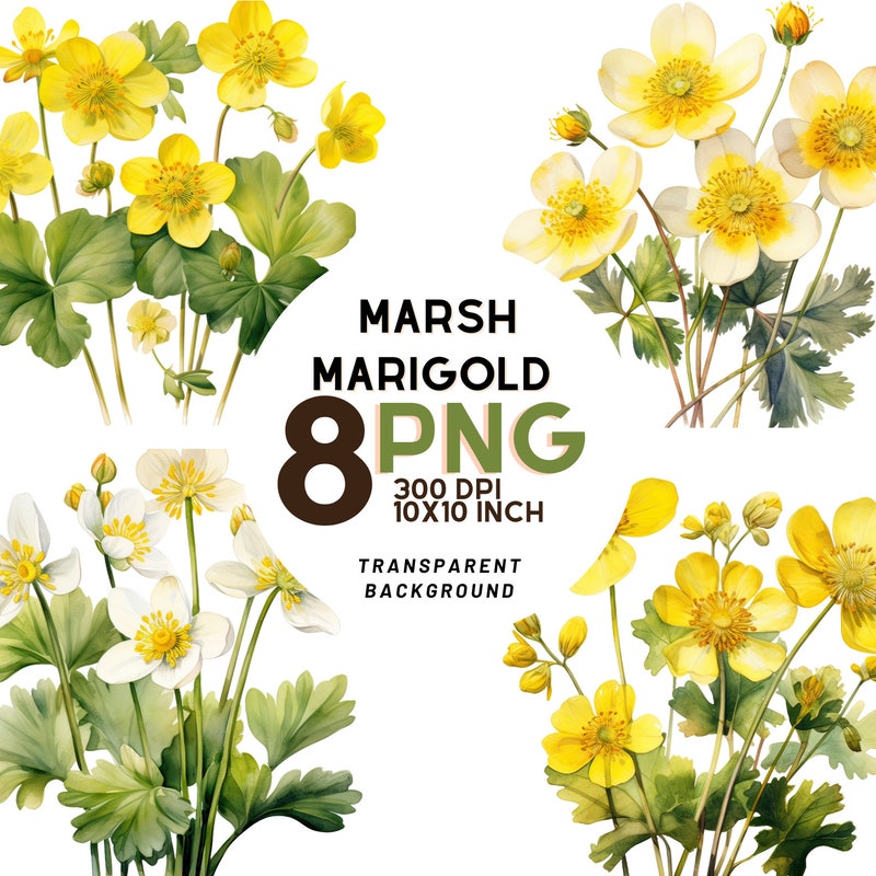 Marsh Marigold - Etsy