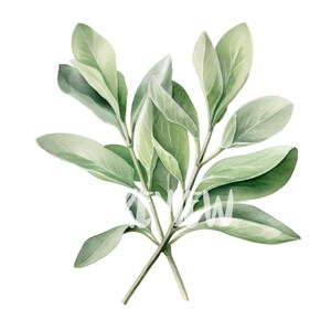 Watercolor Sage Clipart Set: 8 High-quality 300 DPI Pngs, Botanical ...