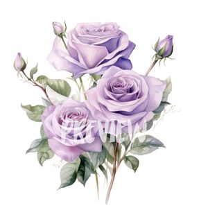 Watercolor Lilac Roses Clipart - 8 High-resolution Quality PNG for ...