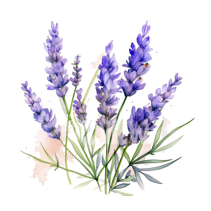 Lavender Watercolor - Etsy