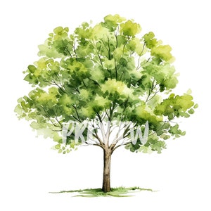 Watercolor Seasonal Trees Set: 8 High-quality 300 DPI PNG - Botanical ...