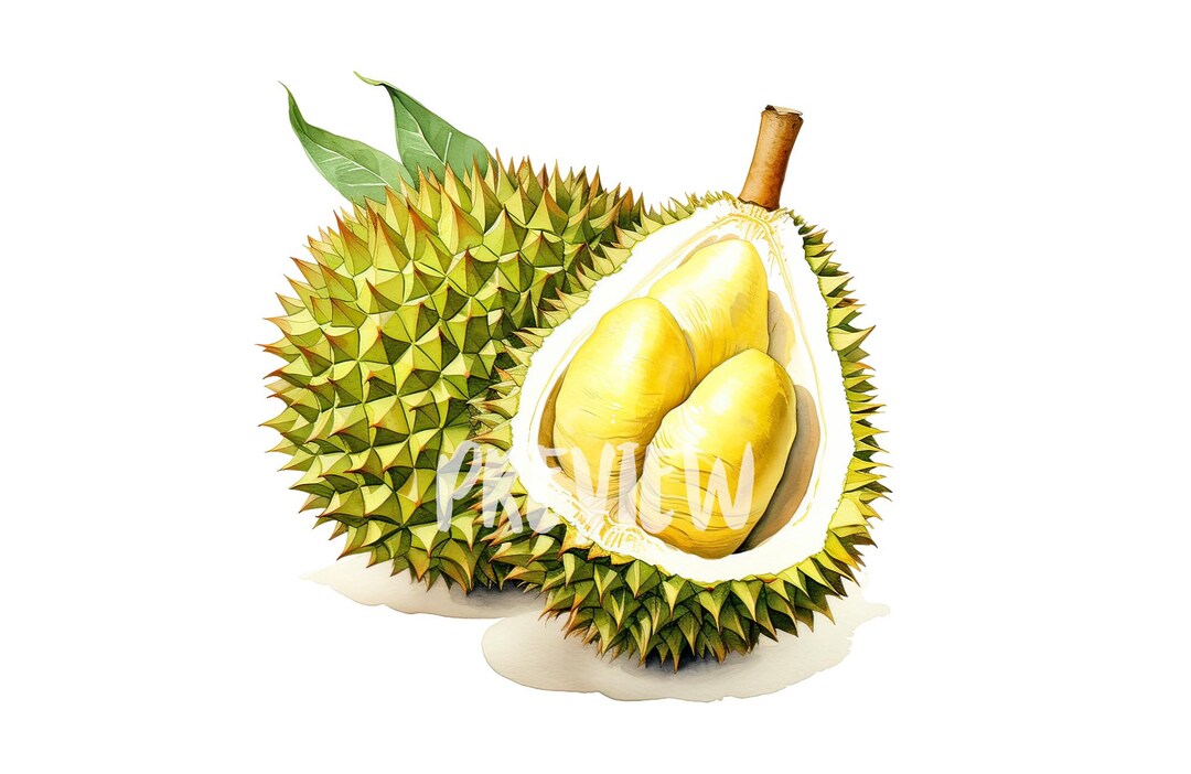 Watercolor Durian Clipart - 8 High-resolution Pngs for Scrapbooking ...