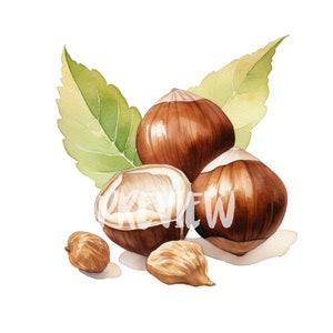 Watercolor Hazelnut Clipart - 8 High-resolution Pngs for Scrapbooking ...