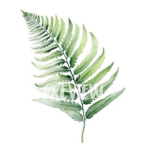 Watercolor Fern Leaves Clipart: 8 High-quality 300 DPI Pngs for ...