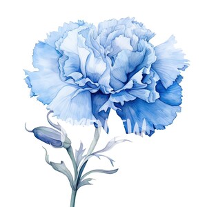 Watercolor Blue Carnation Clipart Set: 8 High-quality 300 DPI Pngs ...