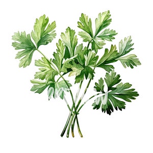 Watercolor Parsley Clipart Set: 8 High-quality 300 DPI Pngs, Botanical ...