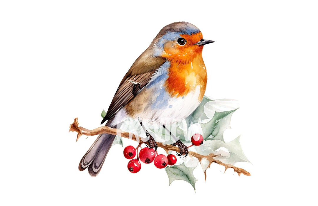Watercolor Christmas Robin Clipart Set: 8 High-quality 300 DPI Pngs ...