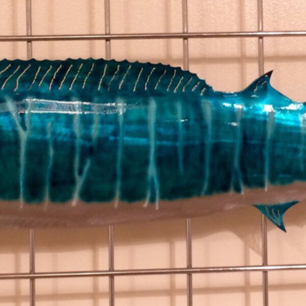 Wahoo Fish - Etsy
